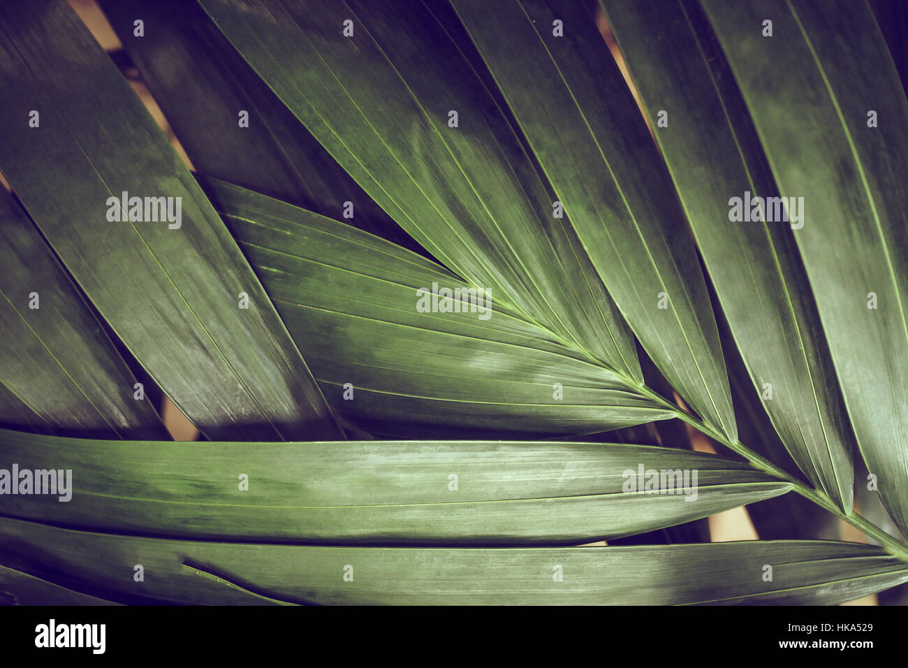 Close-up of detailed rainforest jungle leaves for background Stock ...