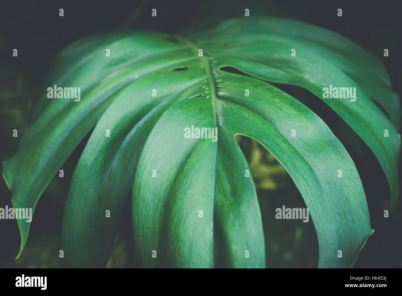 Close-up of monstera leaves texture in dark background - vintage split ...