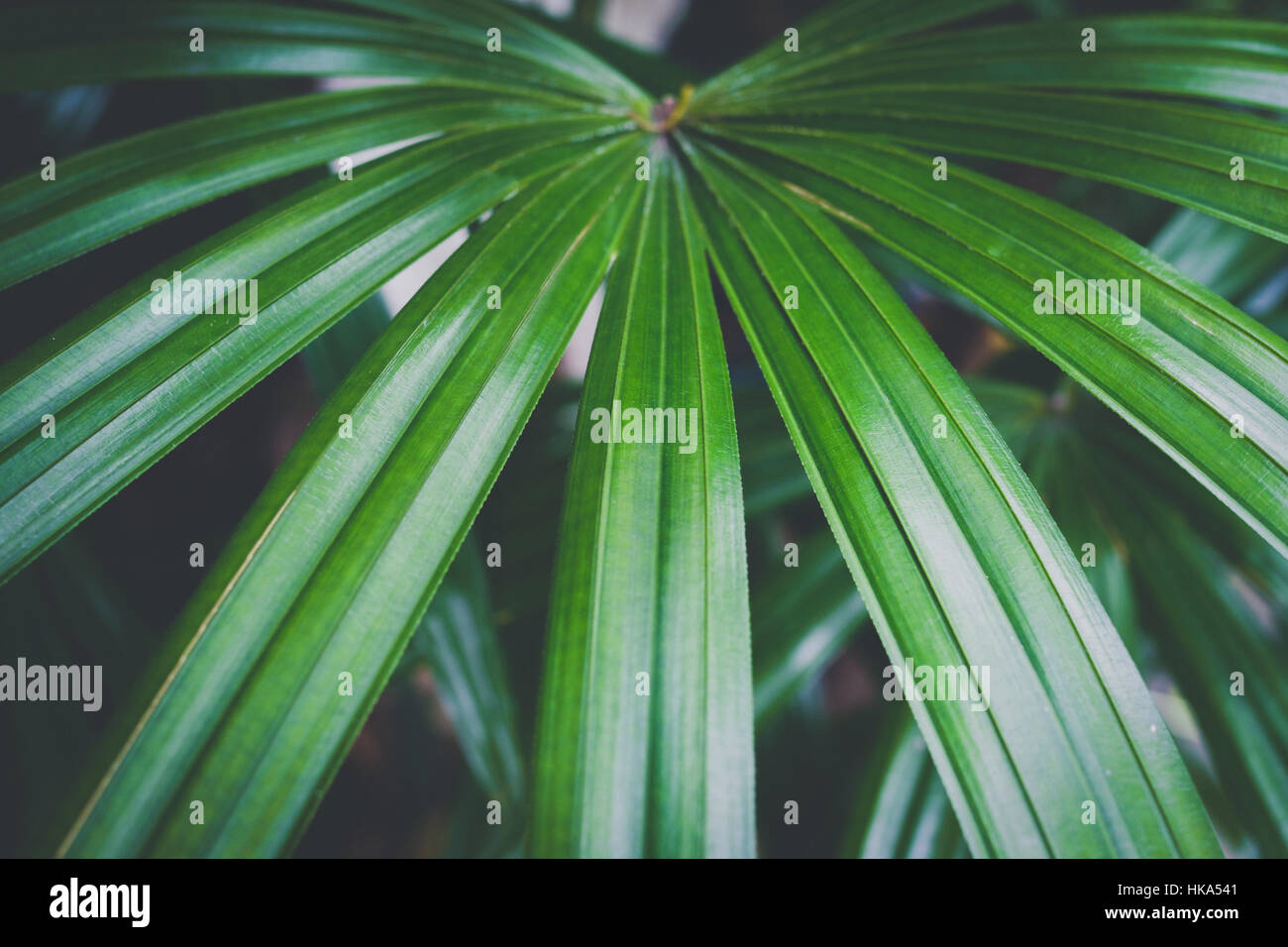Close-up of detailed rainforest jungle leaves for background Stock ...