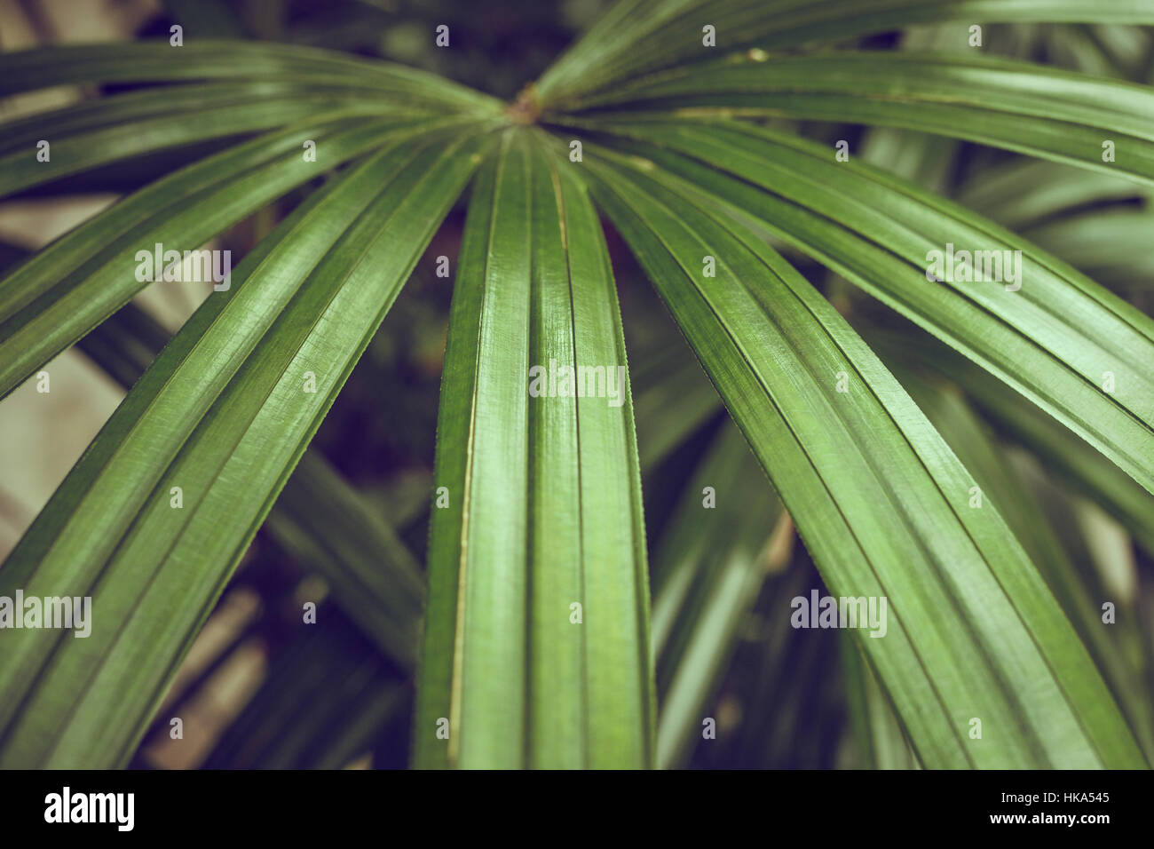 Close-up of detailed rainforest jungle leaves for background Stock ...