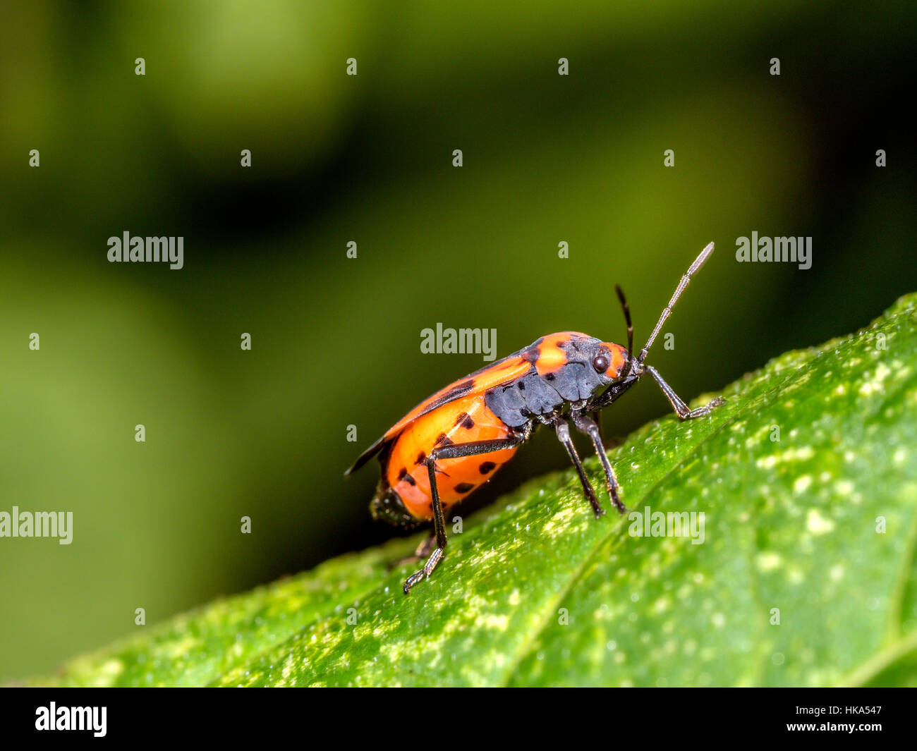 Lygaeidae are a family in the Hemiptera,Milkweed bugs Stock Photo - Alamy