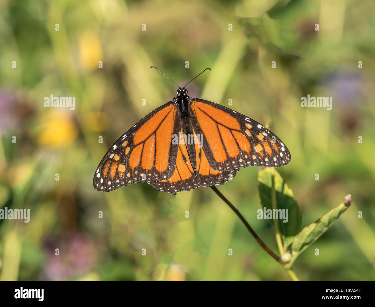 monarch butterfly ,Danaus plexippus is a milkweed butterfly subfamily ...