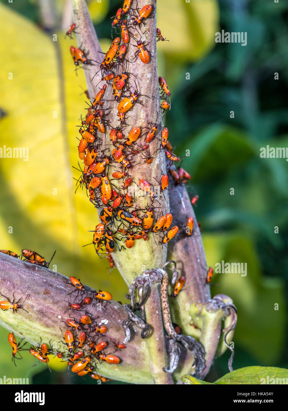 Lygaeidae are a family in the Hemiptera,Milkweed bugs Stock Photo - Alamy