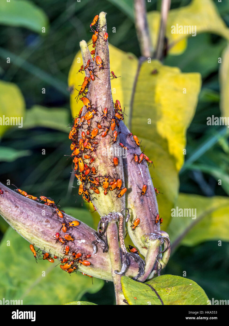 Lygaeidae are a family in the Hemiptera,Milkweed bugs Stock Photo - Alamy