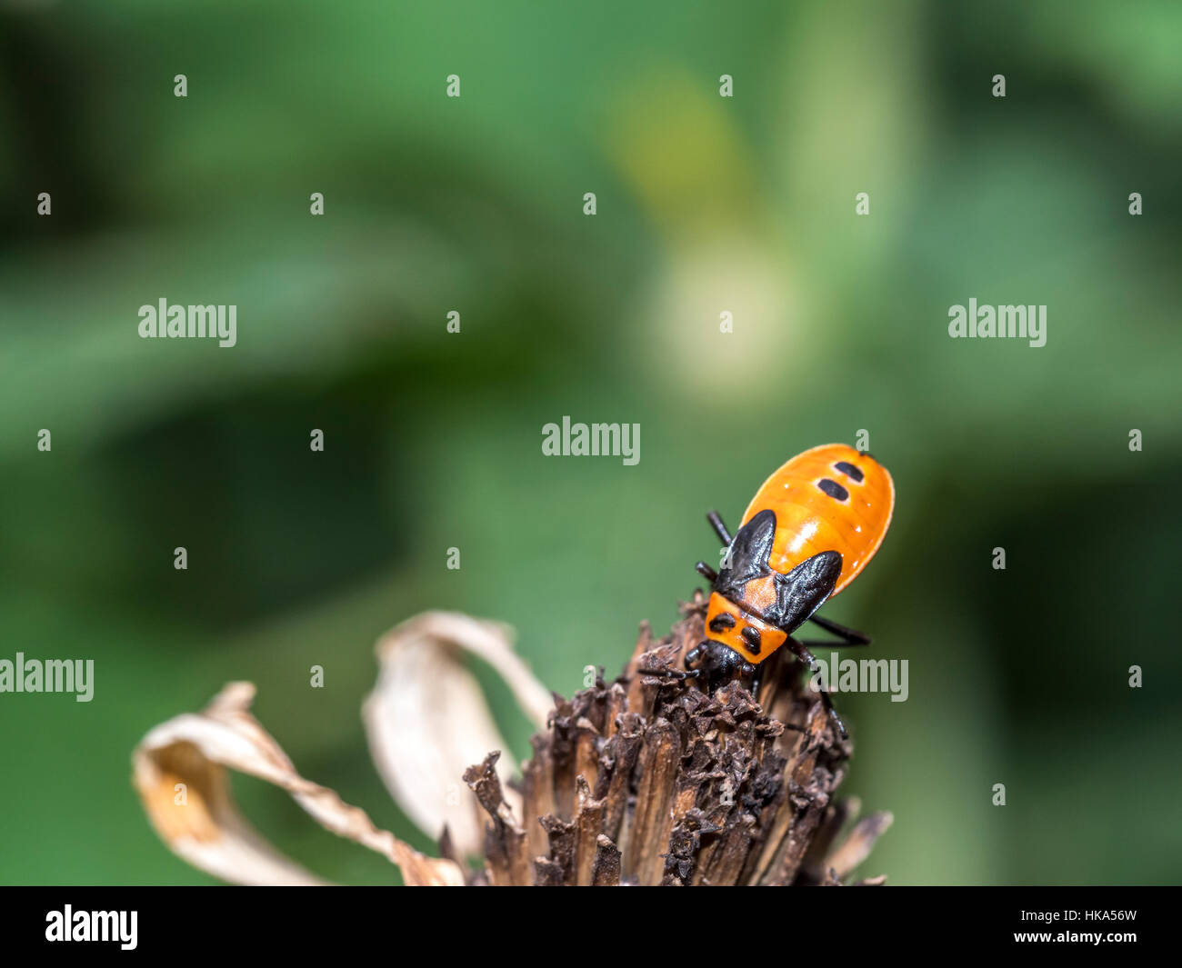 Lygaeidae are a family in the Hemiptera,Milkweed bugs Stock Photo - Alamy