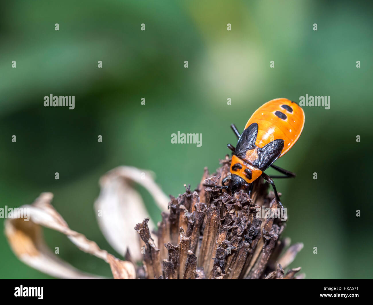 Lygaeidae are a family in the Hemiptera,Milkweed bugs Stock Photo - Alamy