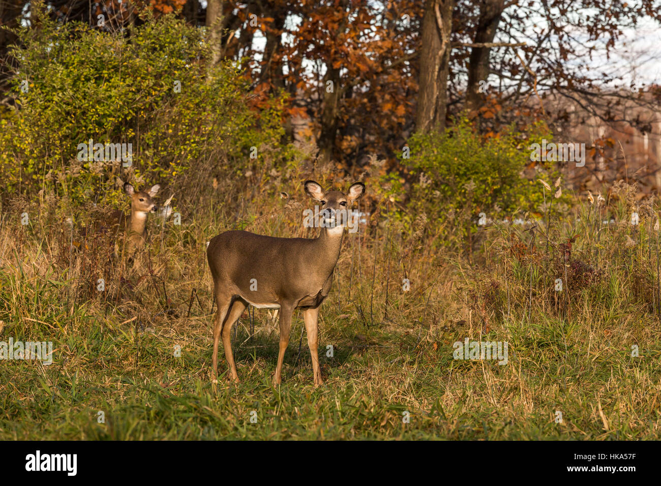 Fall dow hi-res stock photography and images - Alamy