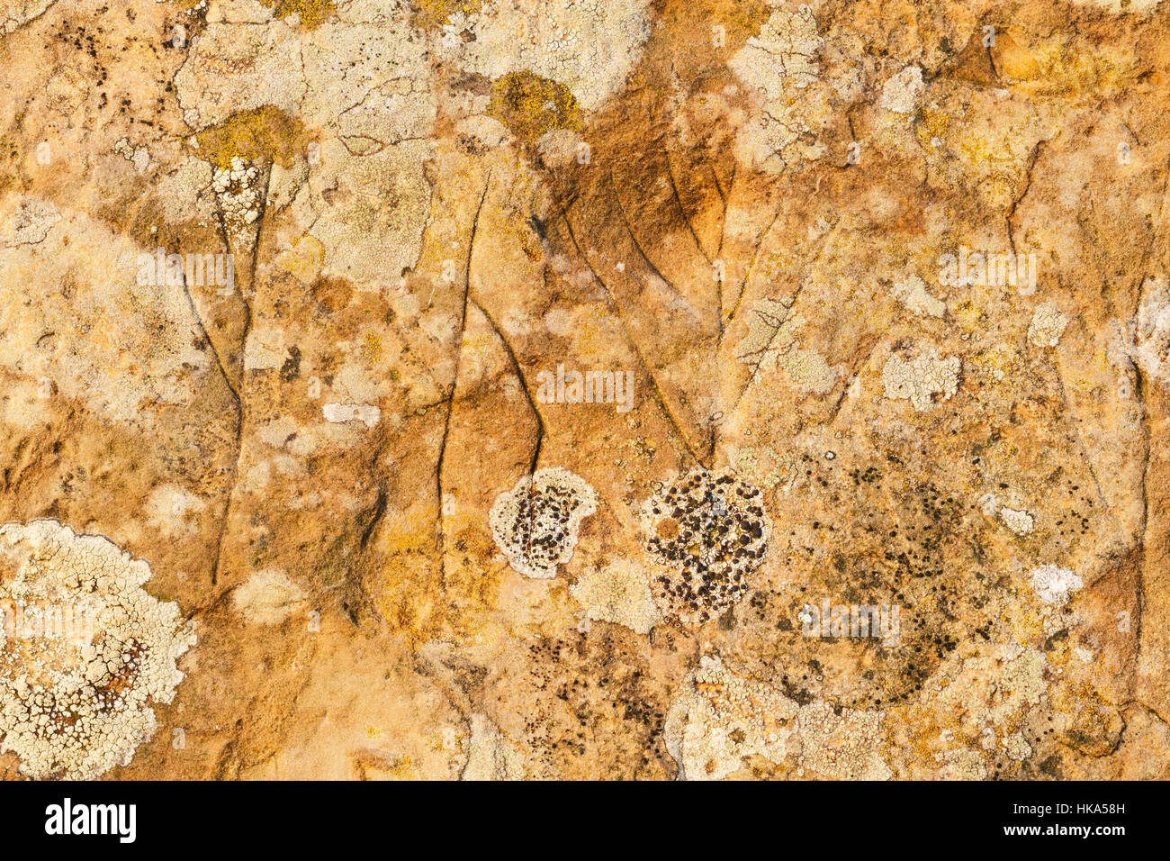 Runic inscriptions on neolithic standing stone, Orkney Stock Photo - Alamy