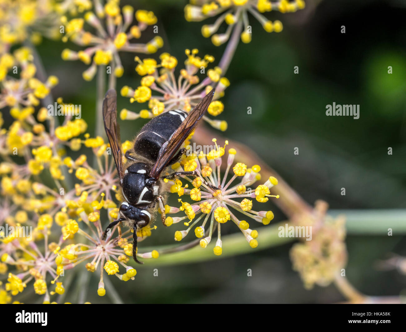 Yellowjacket wasps hi-res stock photography and images - Alamy