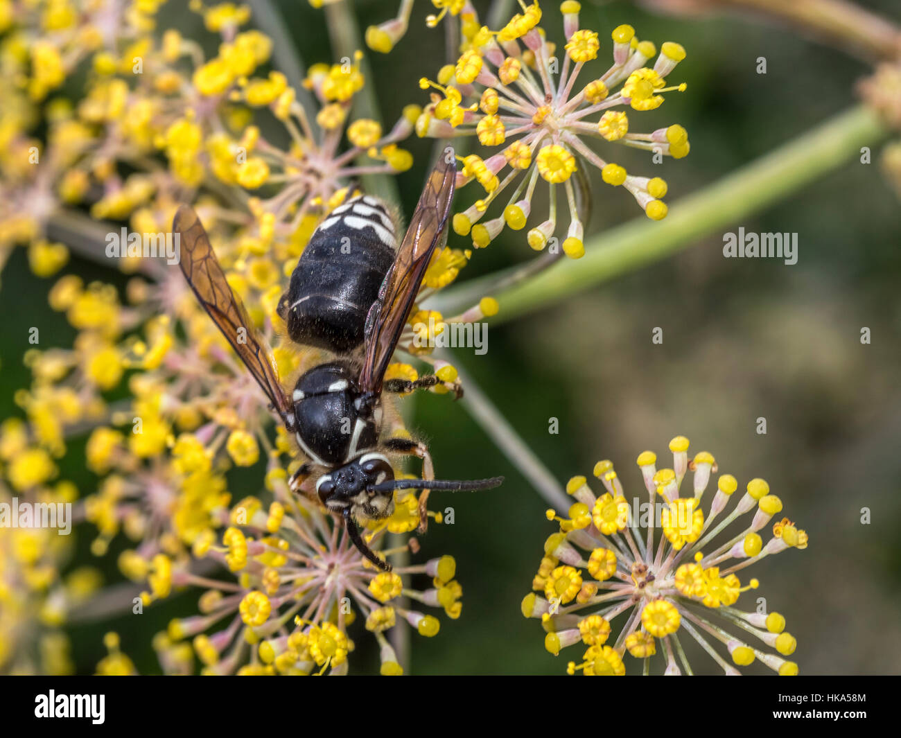 Yellowjacket predatory wasps of the genera Vespula and Dolichovespula ...