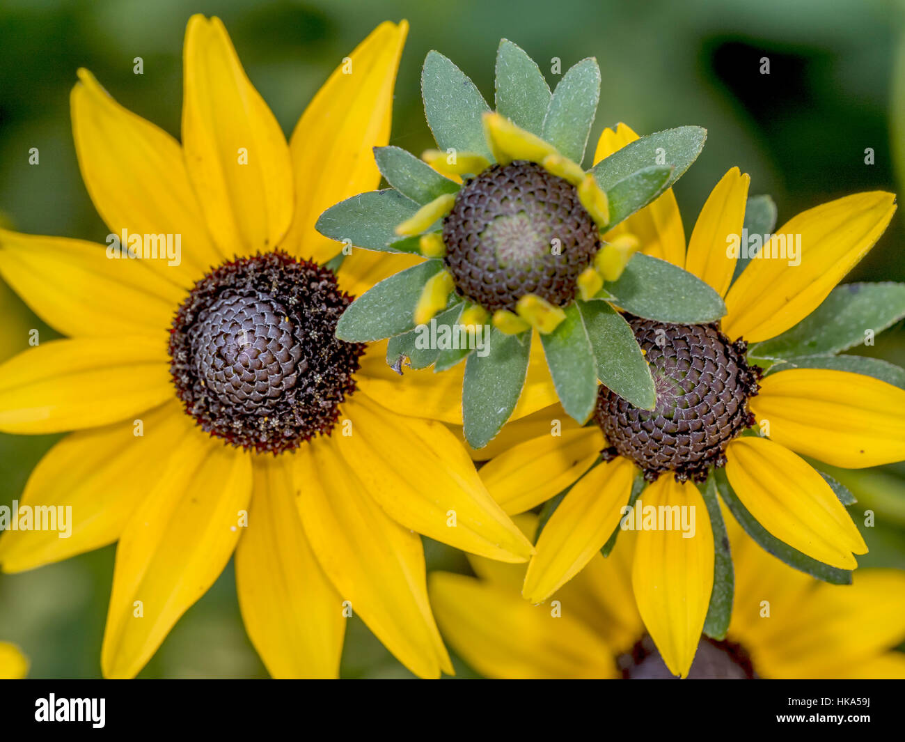 Rudbeckia hirta, called black-eyed-susan, in the sunflower family Stock ...