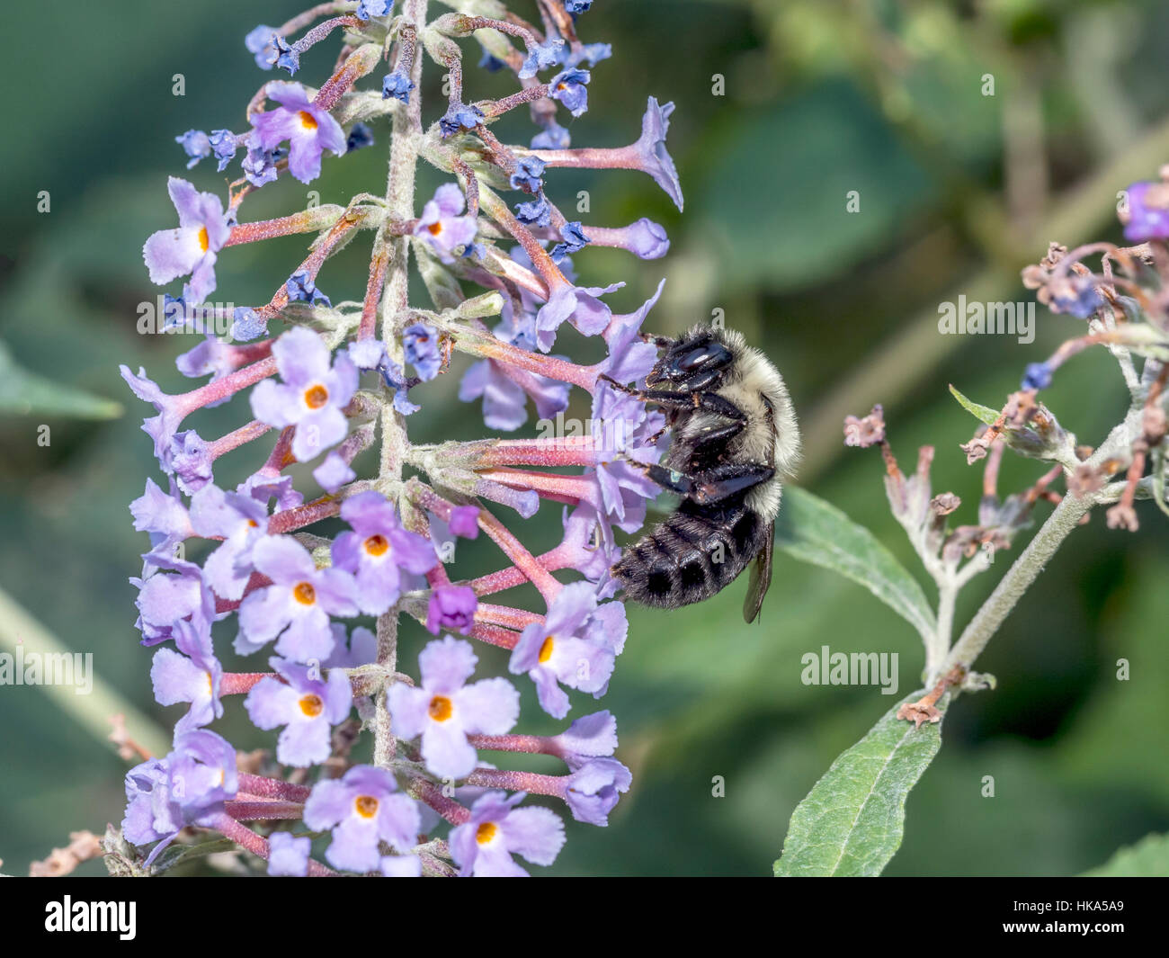 Family apidae hi-res stock photography and images - Alamy