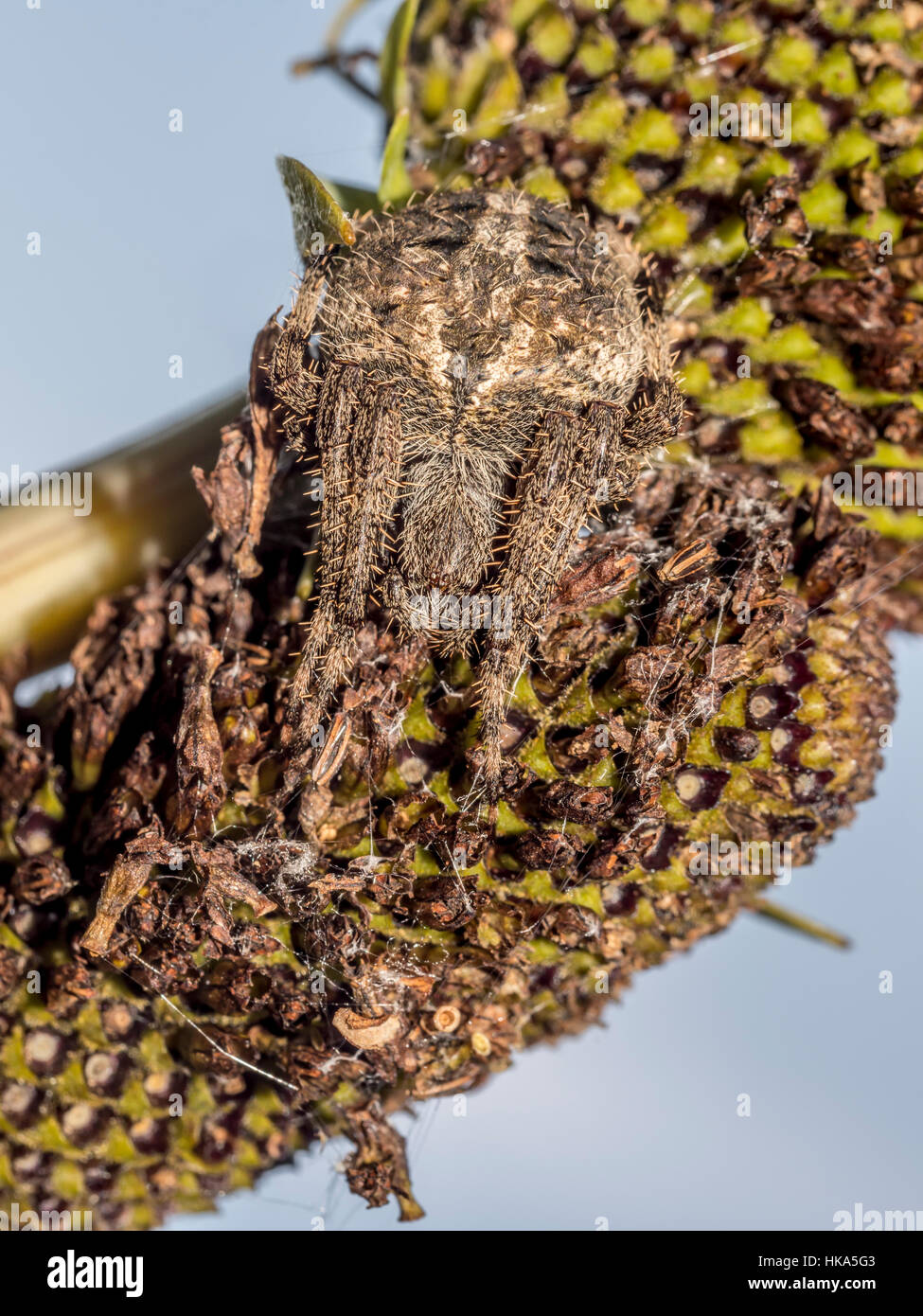 Common house spider,Parasteatoda tepidariorum, referred to ...