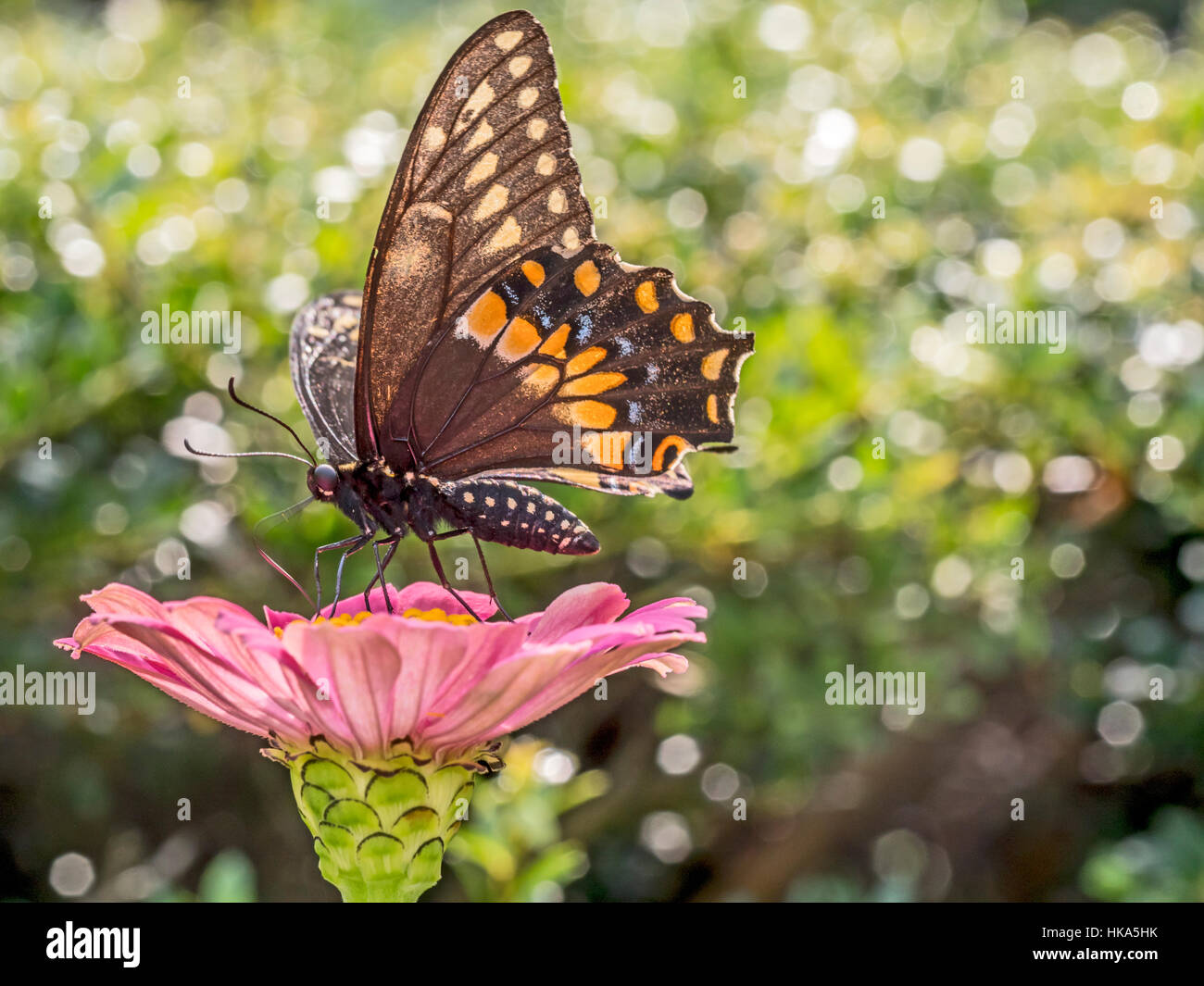 Eastern tiger swallowtail, Papilio glaucus is a species of swallowtail ...