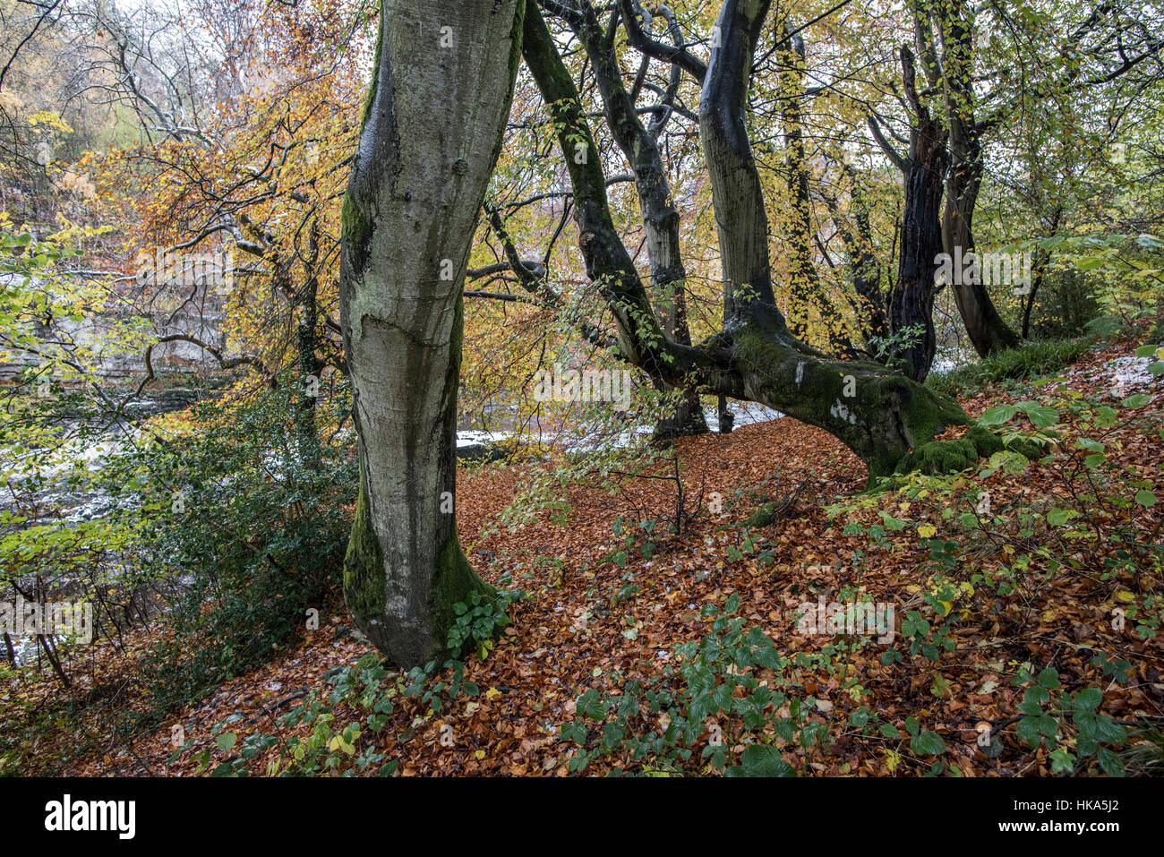 Redmire hi-res stock photography and images - Alamy