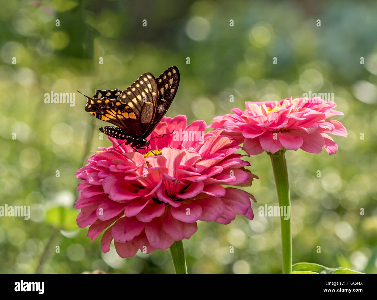 Eastern tiger swallowtail, Papilio glaucus is a species of swallowtail ...
