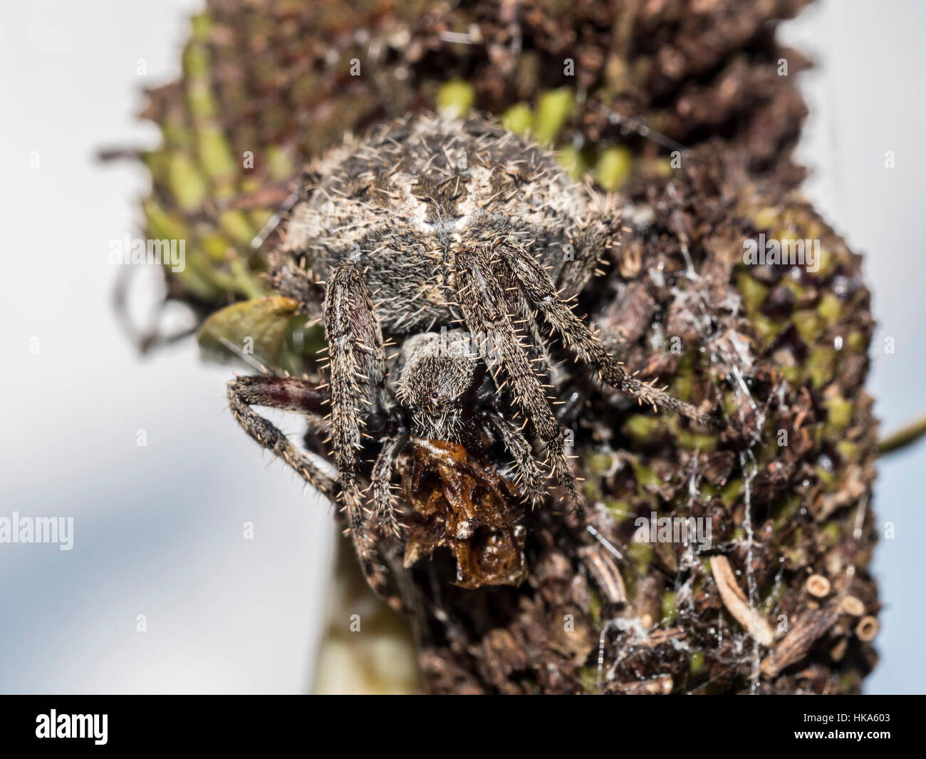 Common house spider,Parasteatoda tepidariorum, referred to ...