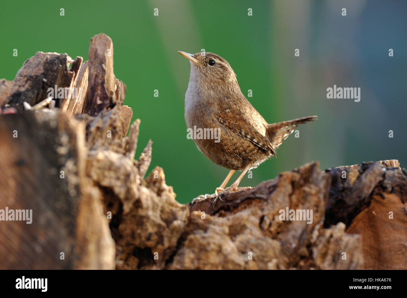 Wren uk hi-res stock photography and images - Alamy