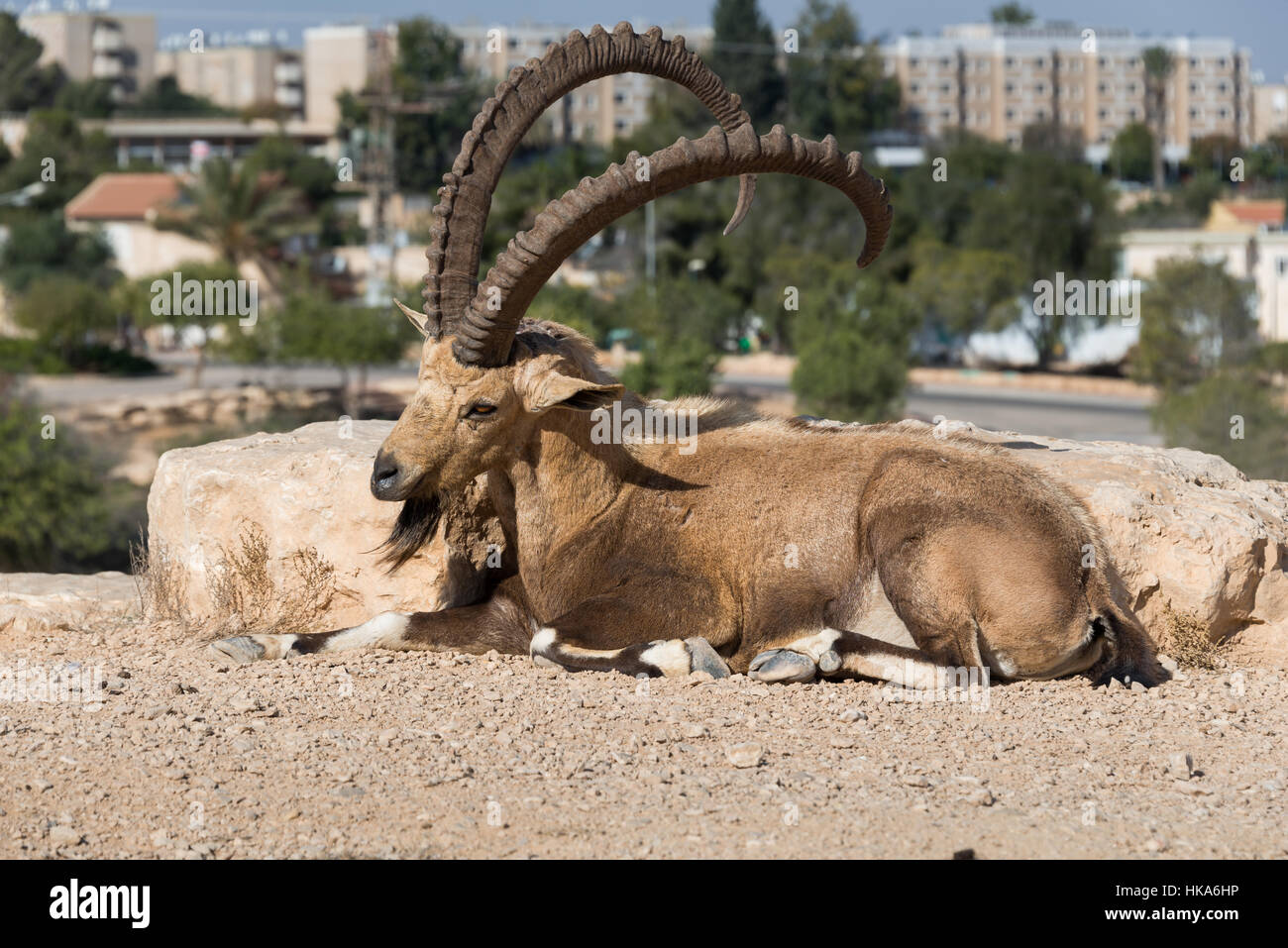 Visit to Mitzpe Ramon in Southern Israel Stock Photo - Alamy