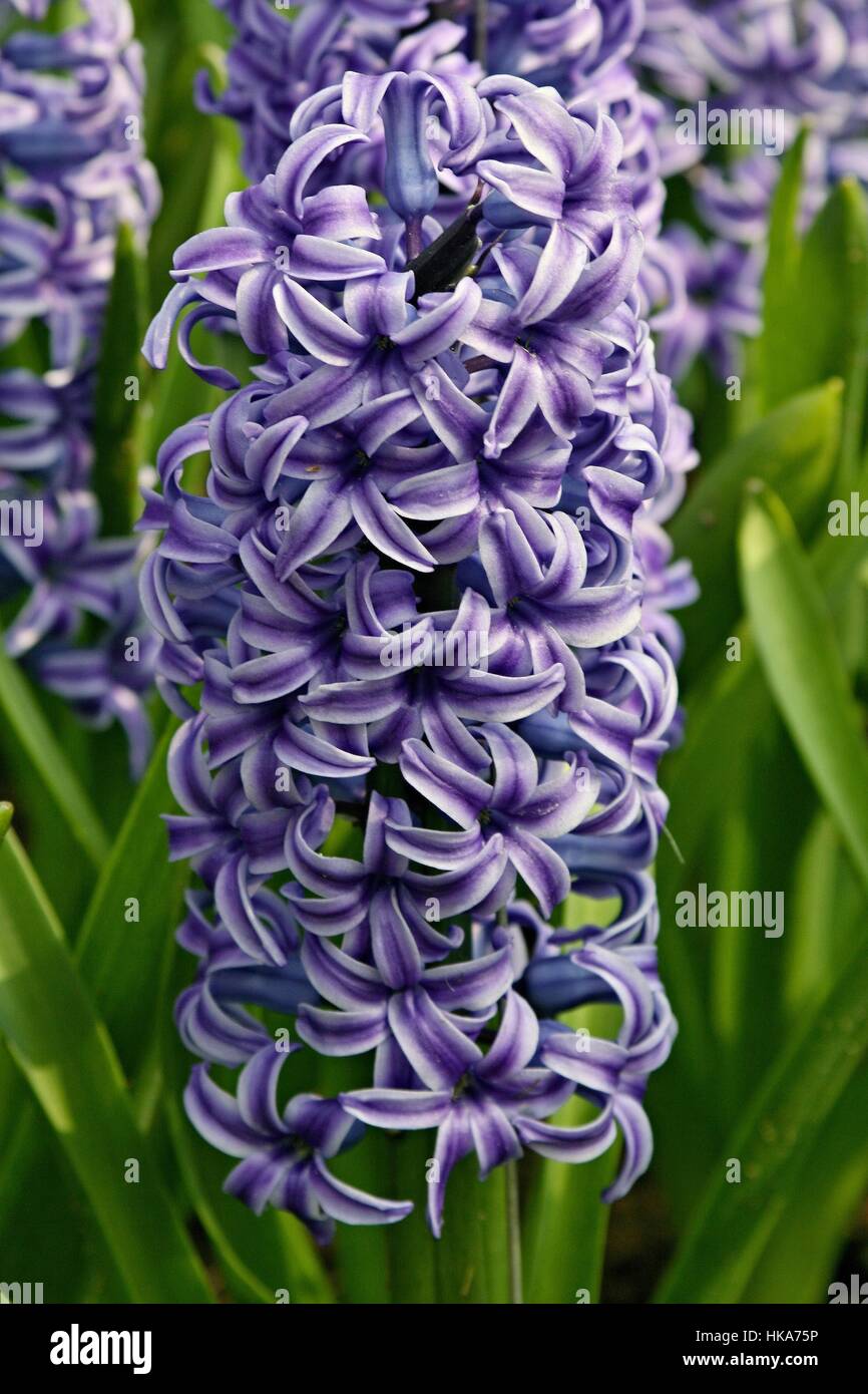 Blue Jacket, Hyacinth (Hyacinthus orientalis), Park Keukenhof, Holland ...