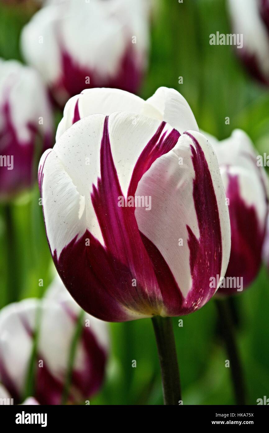 Rems Favourite, Triumph Tulip, White - Purple Flames, Park Keukenhof ...
