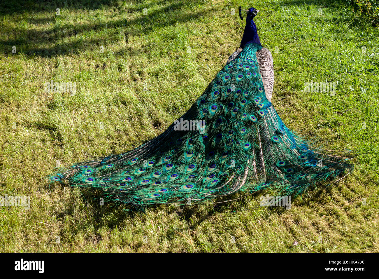 A Indian Peacock (Pavo cristatus) is walking on a meadow Stock Photo ...