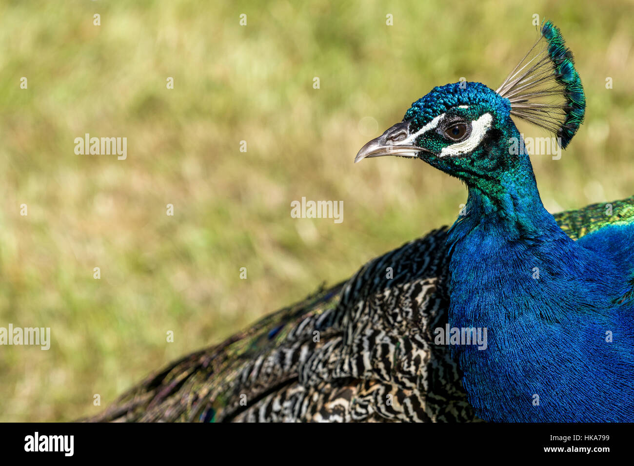 Indian peacock hi-res stock photography and images - Alamy