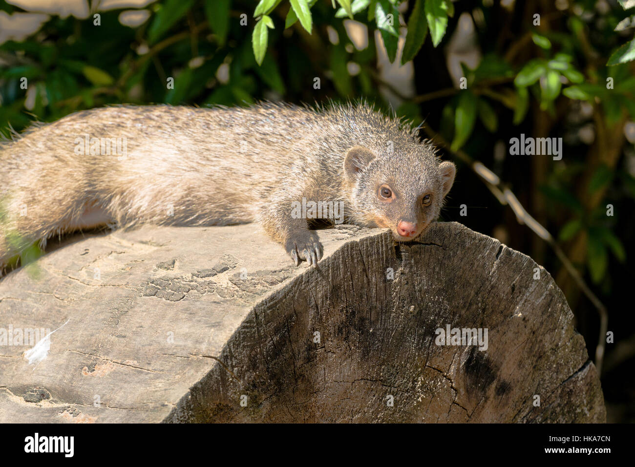 Wooden mammals hi-res stock photography and images - Alamy