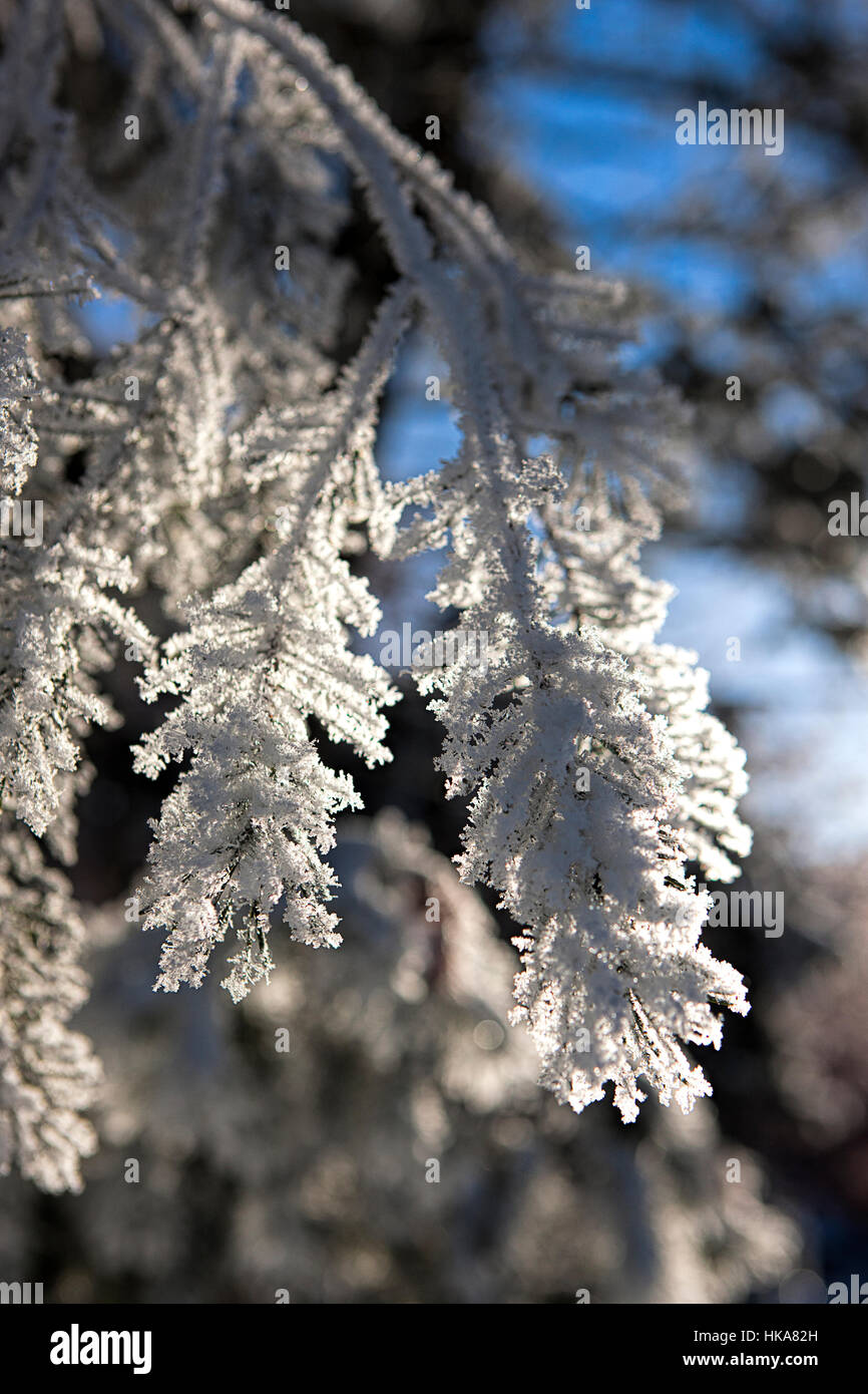 Close up of heavy frost on tree in Moscow, Idaho Stock Photo - Alamy
