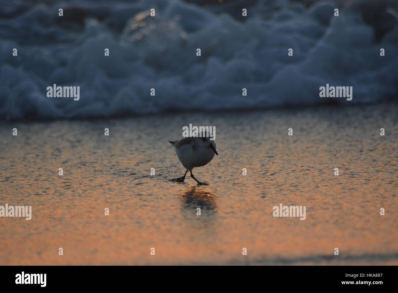Sanderling running in beach Stock Photo - Alamy