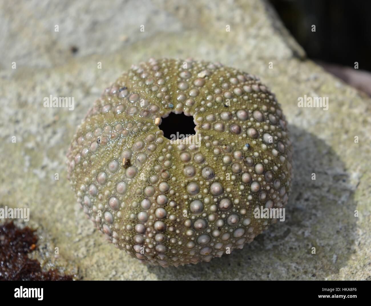 Sea Urchin Spines