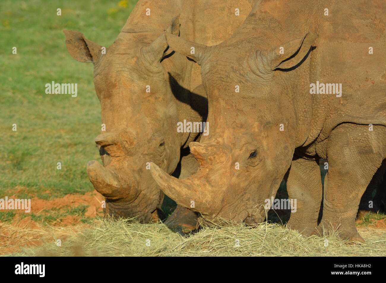 Rhinos eating hi-res stock photography and images - Alamy