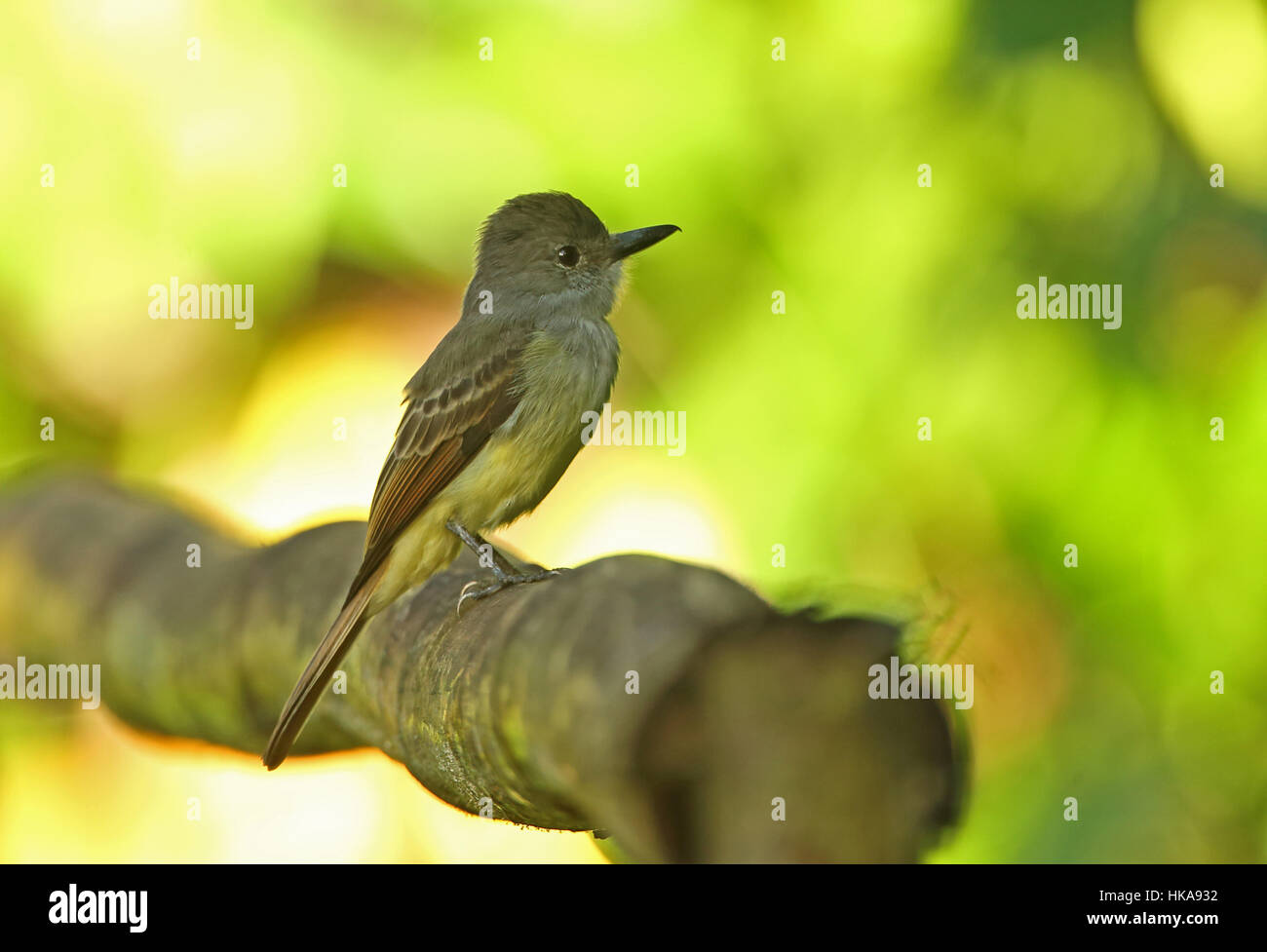 Lesser Antillean Flycatcher (Myiarchus oberi sanctaeluciae) adult Fond ...