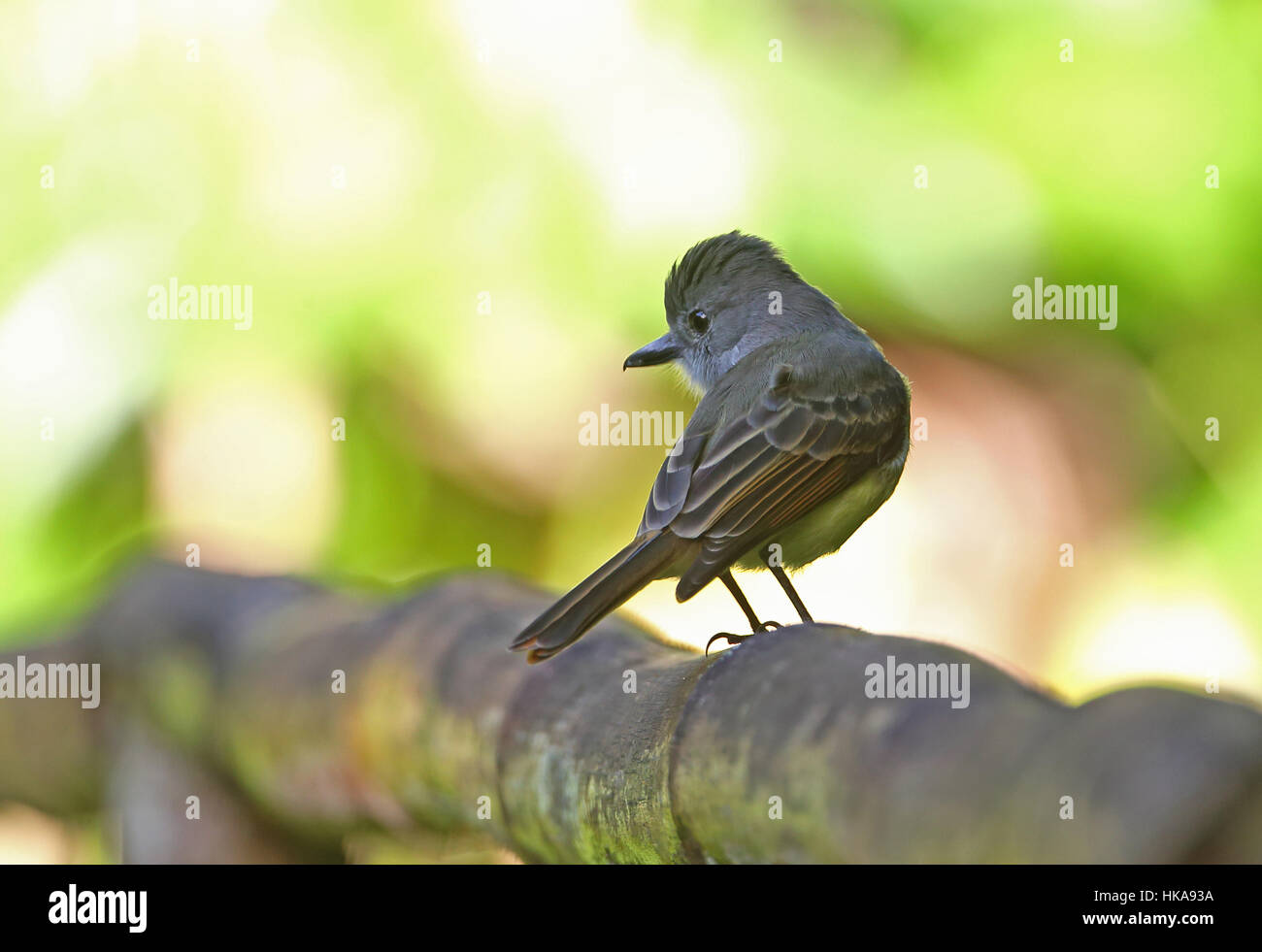 Lesser Antillean Flycatcher (Myiarchus oberi sanctaeluciae) adult Fond ...