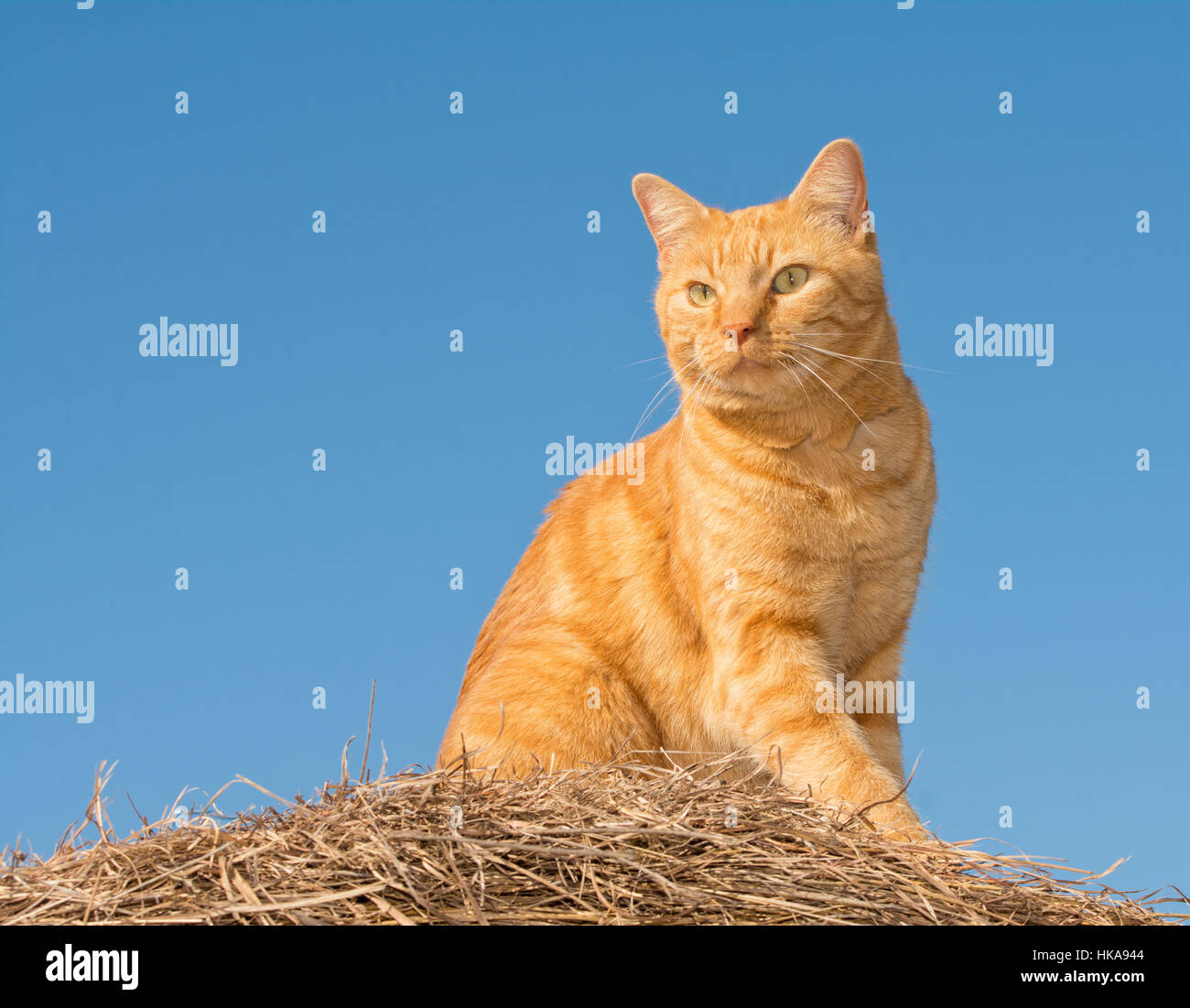 Handsome ginger tabby cat on top of a hay bale, against clear blue ...