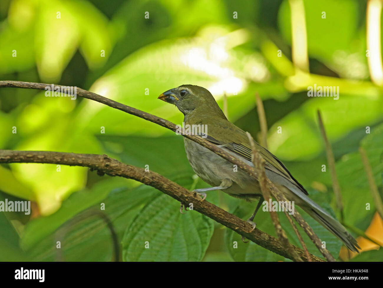 Lesser Antillean Saltator (Saltator albicollis albicollis) adult Fond ...