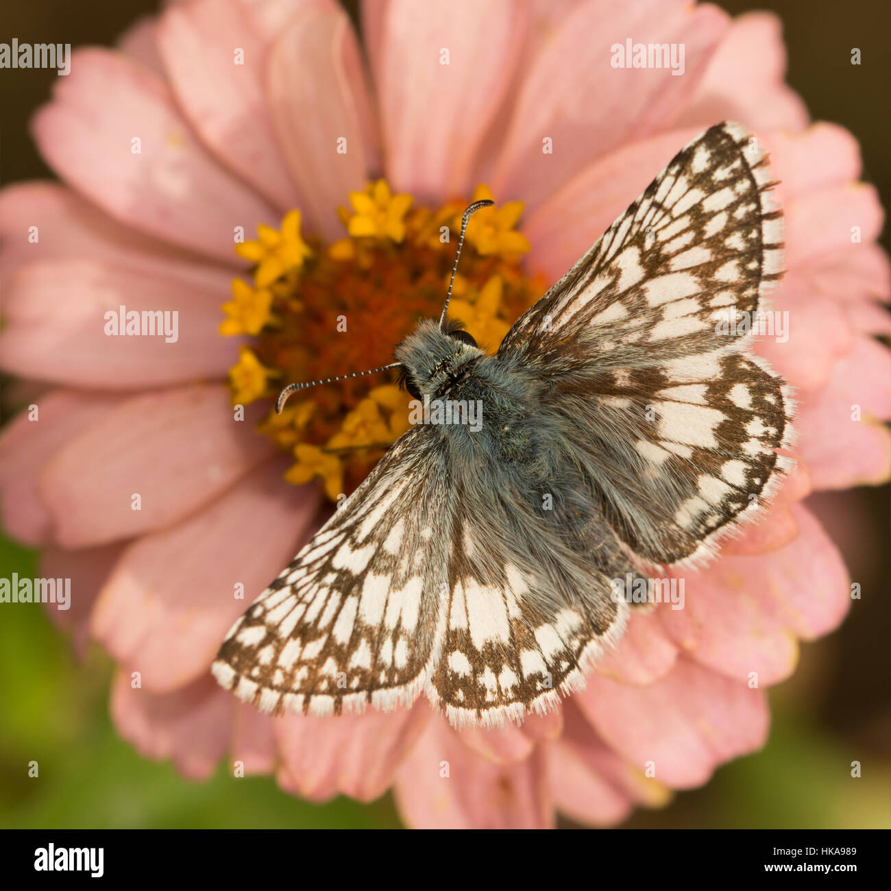 Checkereboard pattern hi-res stock photography and images - Alamy