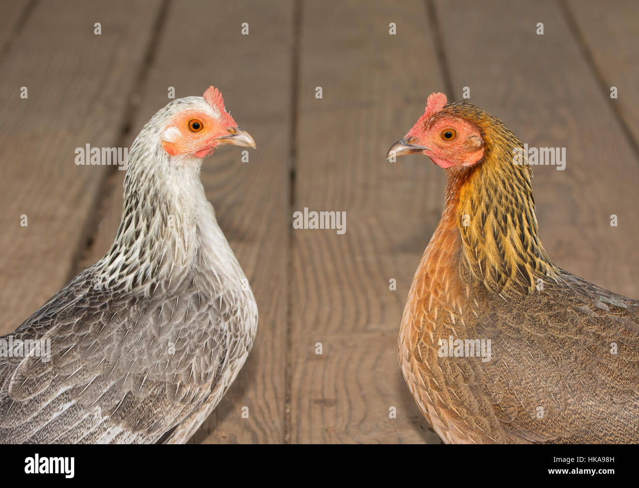 Beautiful Bantam Chickens