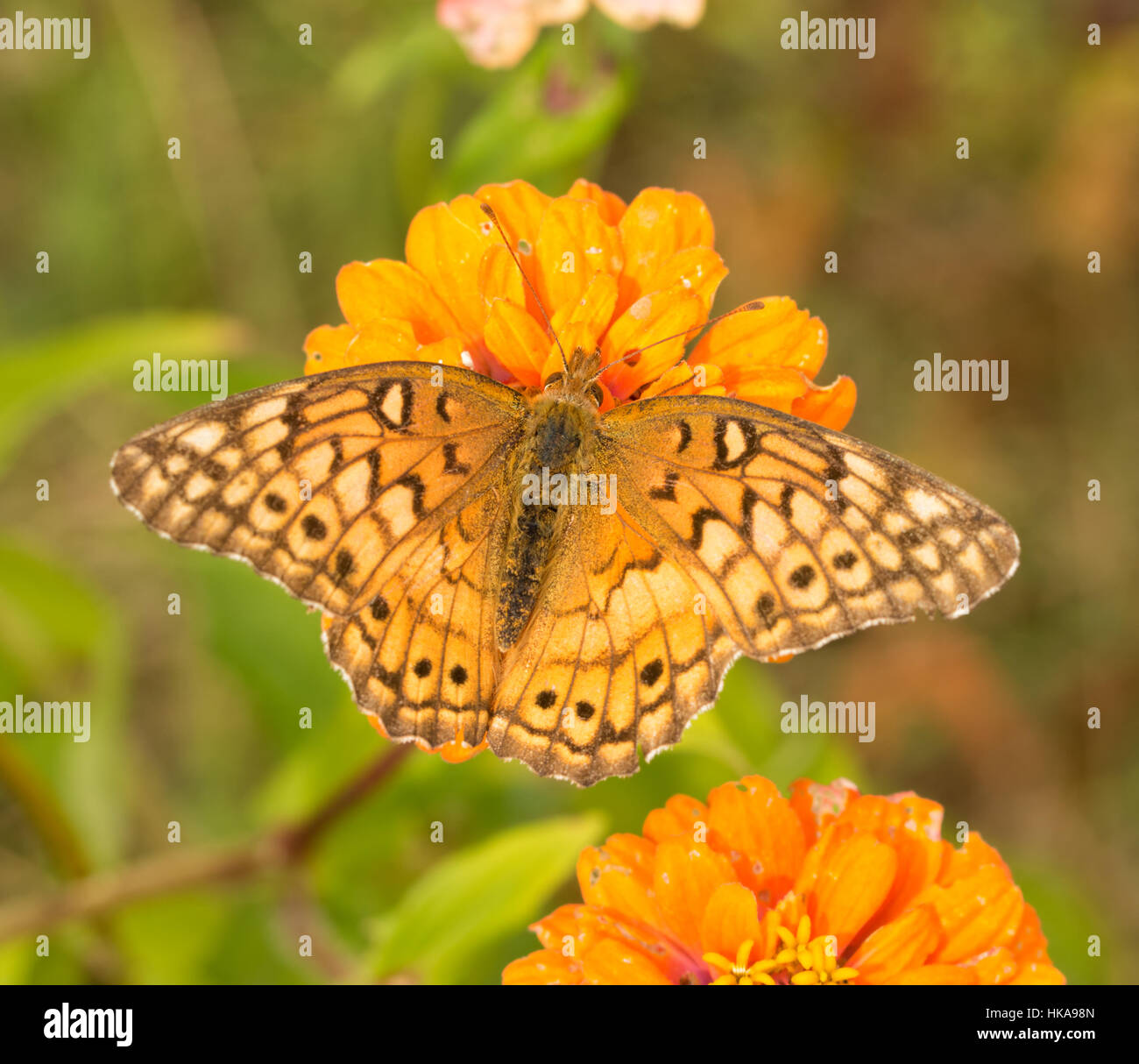 Dorsal view of a Variegated Fritillary butterfly feeding on an orange ...