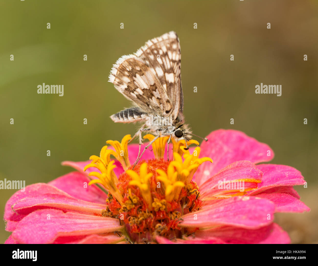 Ventral view of a Common Checkered Skipper butterfly on a bright pink ...
