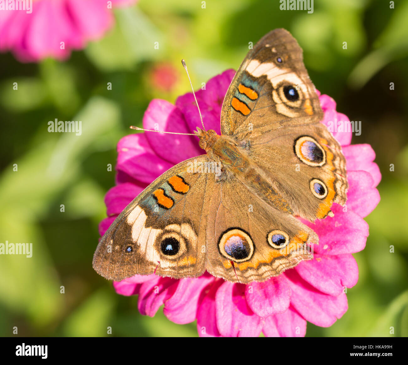 Common olive wing butterfly hi-res stock photography and images - Alamy