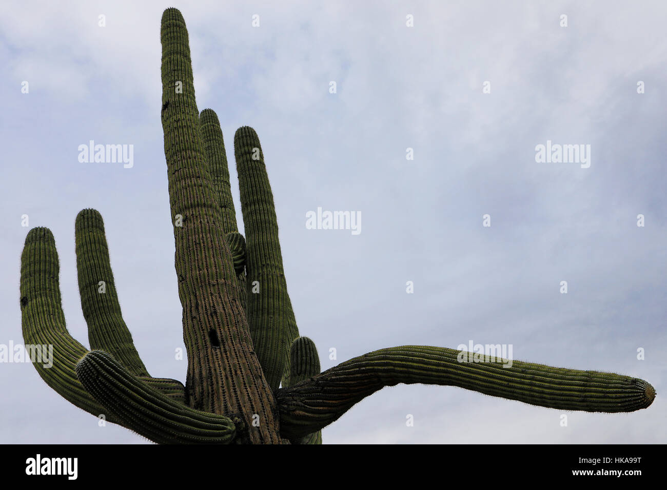 Large cholla cactus hi-res stock photography and images - Alamy