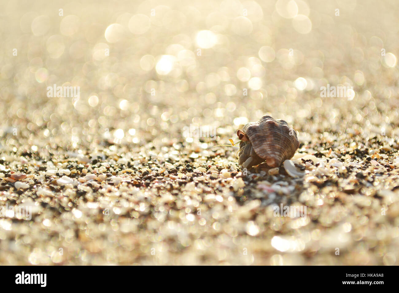 Small crab in sea shell walking on beach Stock Photo - Alamy