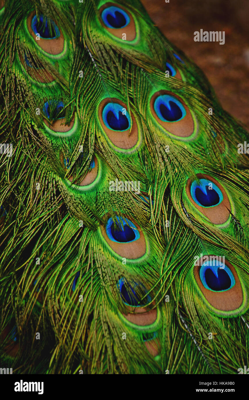 Peacock feather design hi-res stock photography and images - Alamy