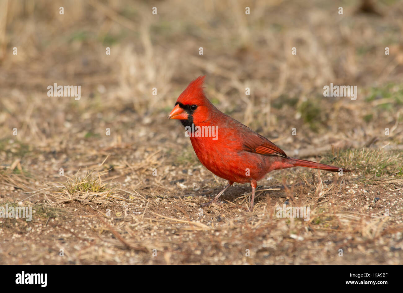 Redbird hi-res stock photography and images - Alamy