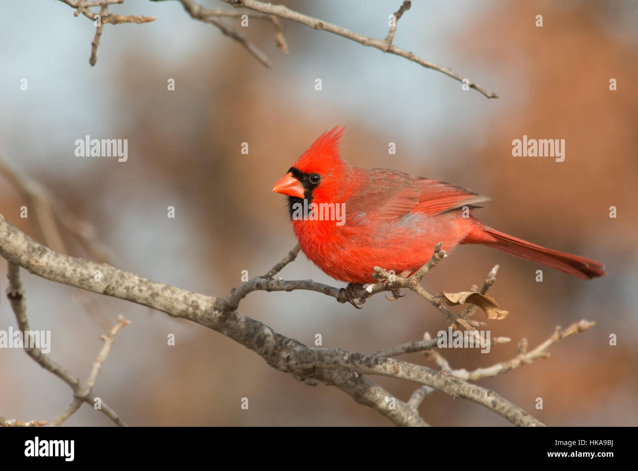 Bright red male Northern Cardinal perched in an Oak tree in winter ...