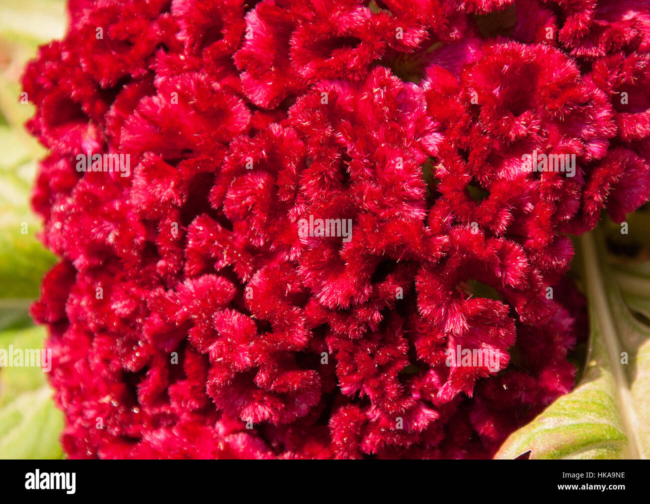 Texture of a pink Cockscomb flower Stock Photo - Alamy