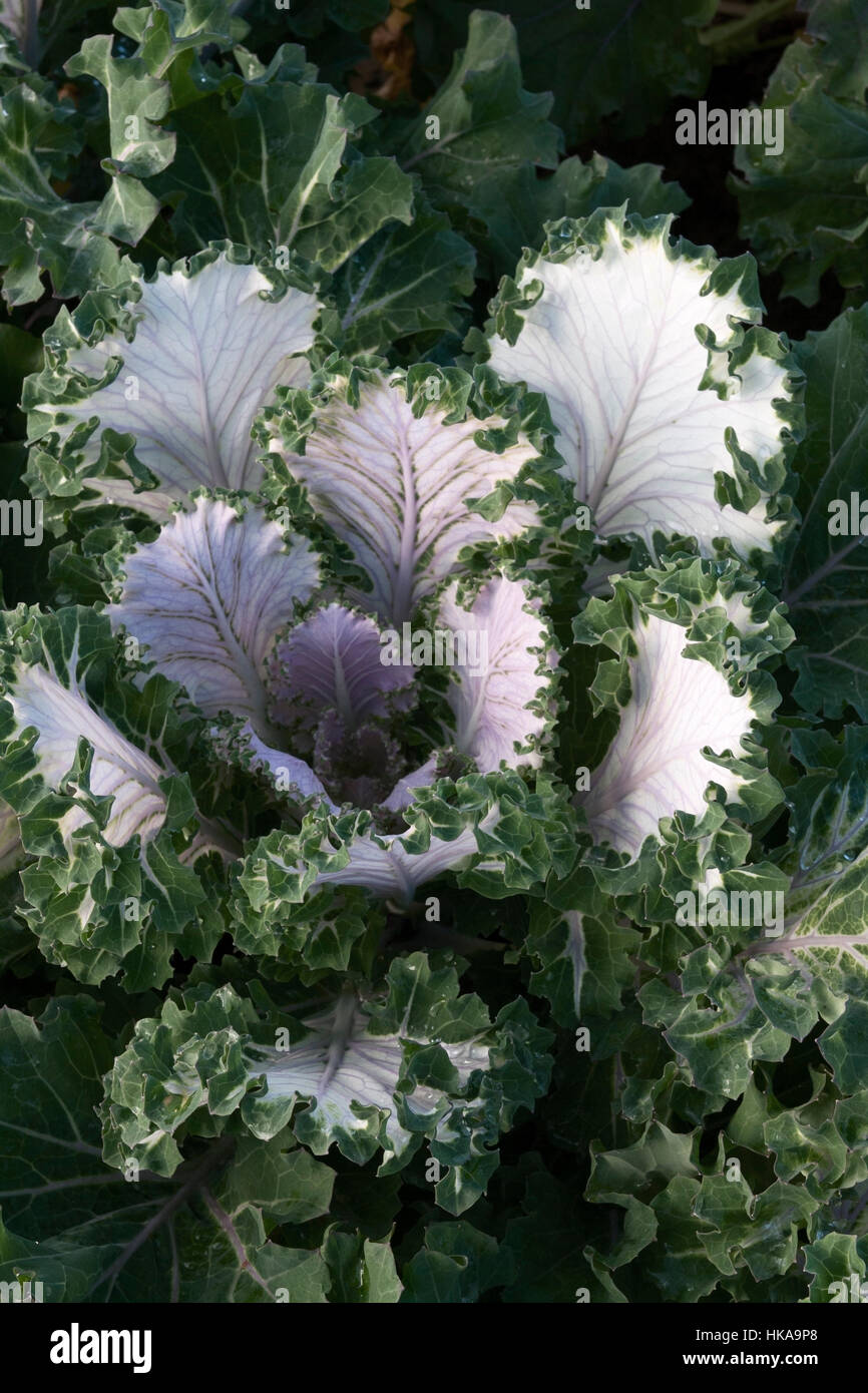 Ornamental variegated Kale Stock Photo - Alamy