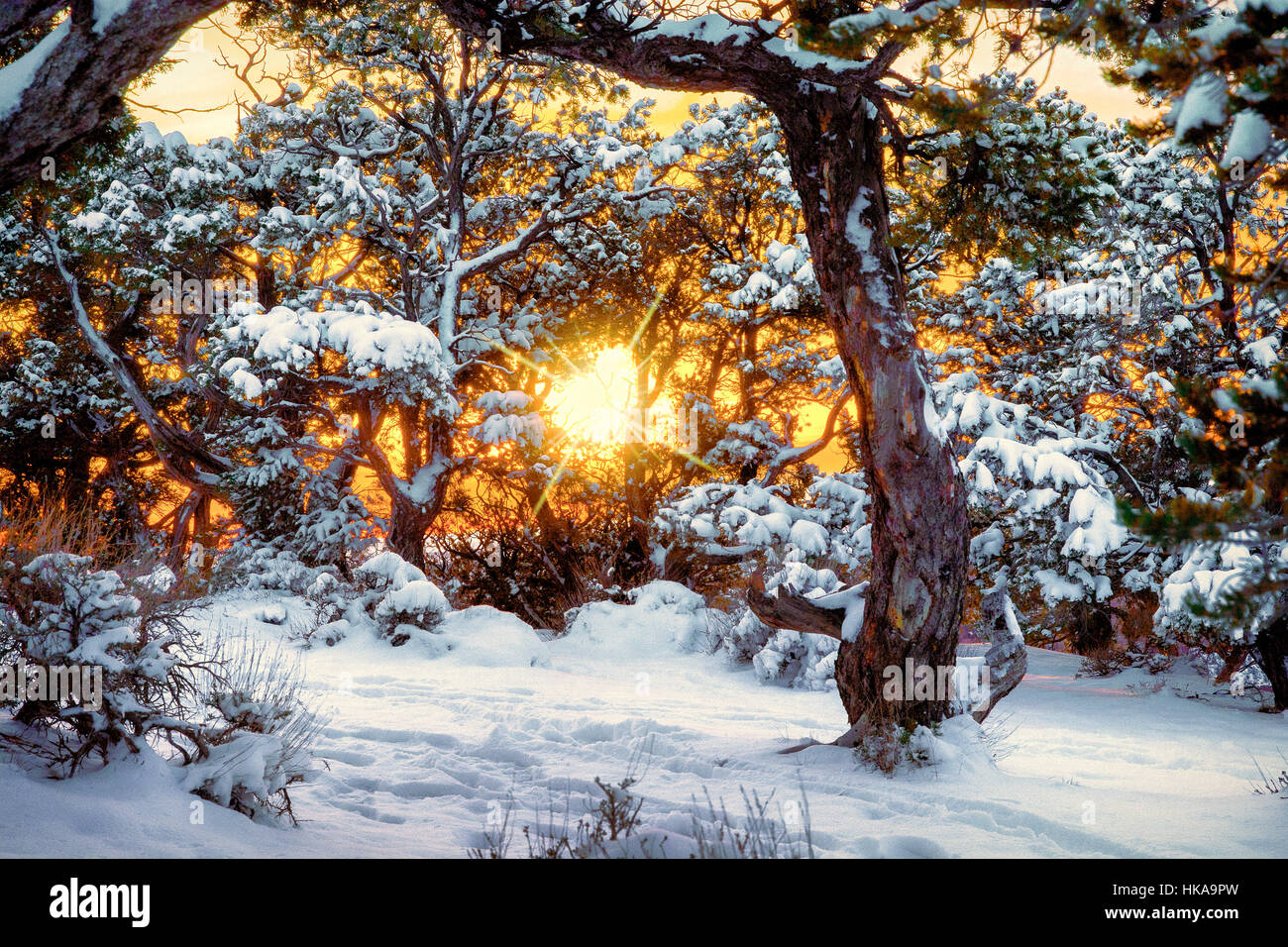 With pine trees and sky ii hi-res stock photography and images - Alamy