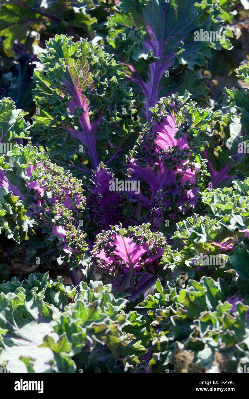 Ornamental variegated Kale Stock Photo - Alamy